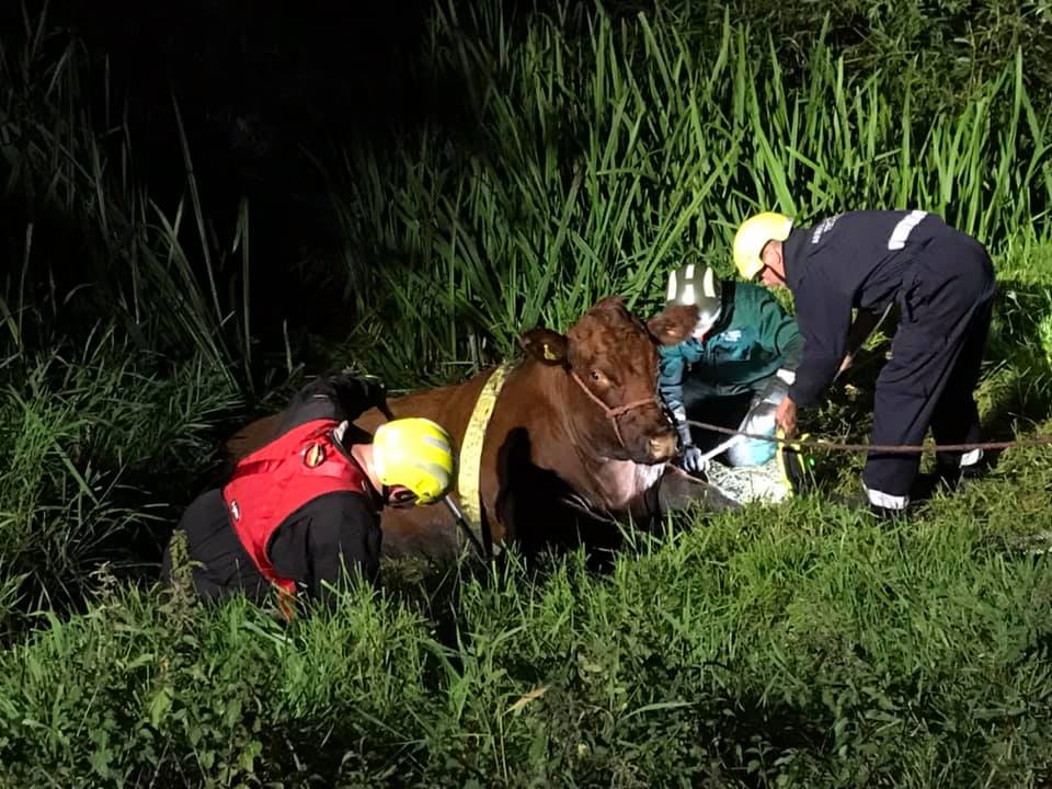 Firefighters called to rescue cow stuck in river - The Rugby Observer