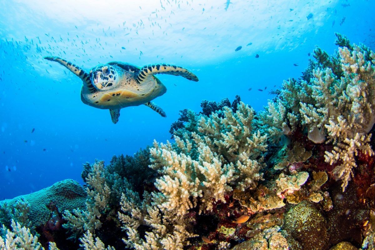 Help save our marine environments with these citizen science holidays ...