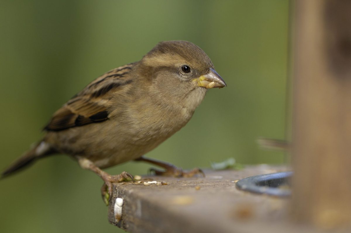 Big Garden Birdwatch sheds light on bird species populations in ...