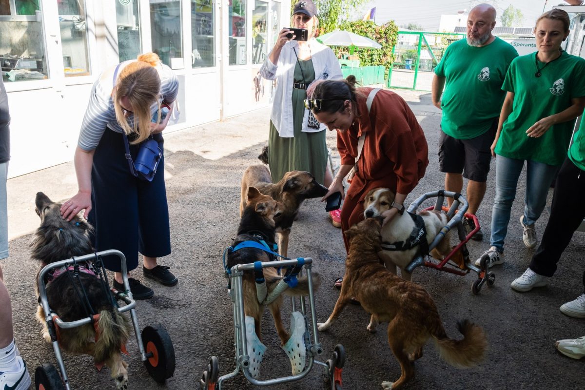 Romanian dog charity set to benefit from expert help of Leamington PR ...