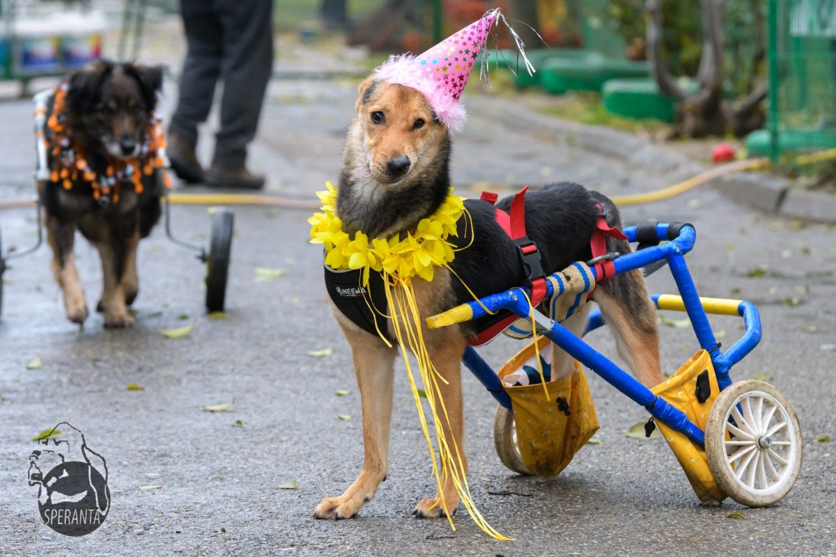 Dog lovers urged to support Romania 12 Dogs of Christmas - The Rugby ...